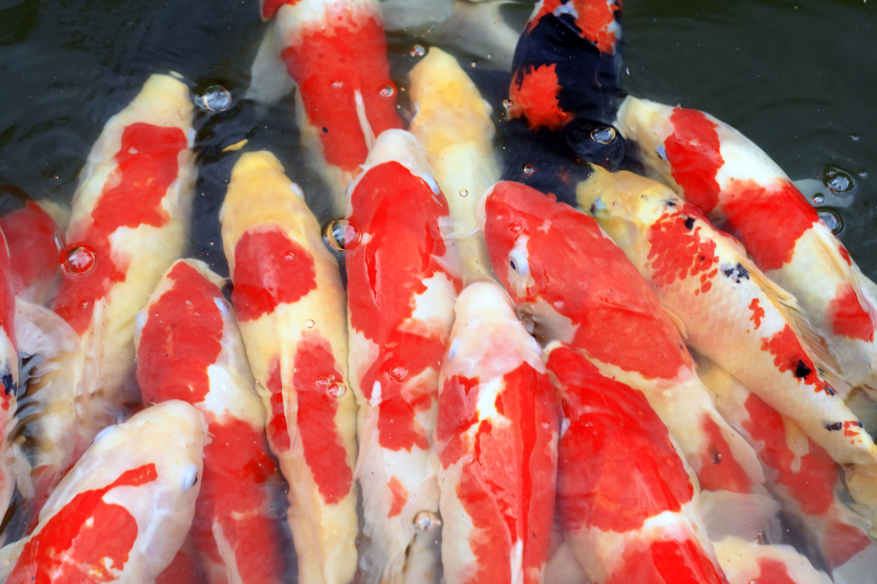 koiondemand | Beautiful Israeli Koi Carp – koiondemand | Beautiful ...