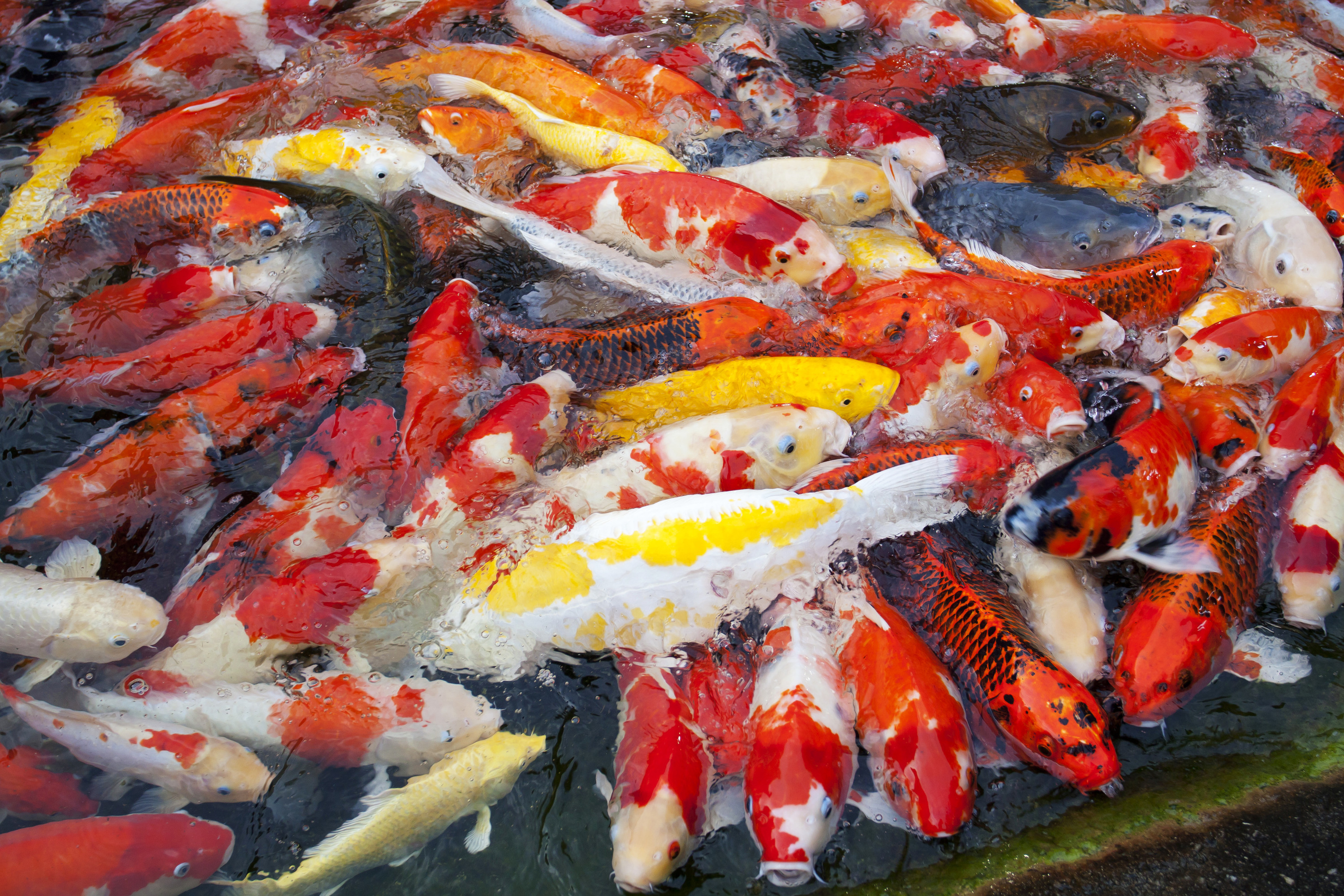 koiondemand | Beautiful Israeli Koi Carp – koiondemand | Beautiful ...
