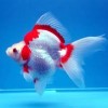 Panda Oranda – koiondemand | Beautiful Israeli Koi Carp