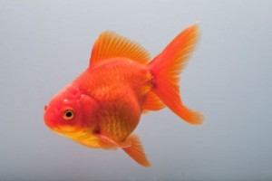 Red Fantail – koiondemand | Beautiful Israeli Koi Carp